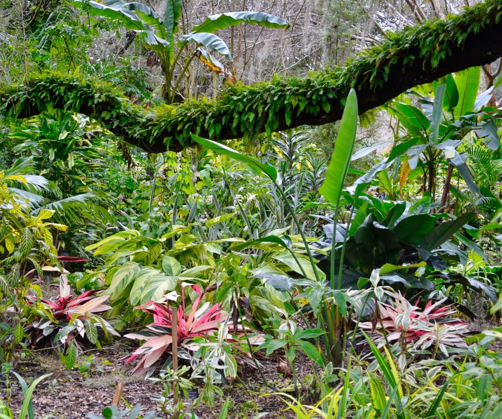 Central Florida Botanical Gardens: A Comprehensive Guide